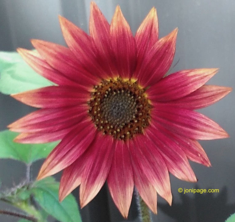 Struggle Days, Part 4, Dare to be true to yourself – Joni Page