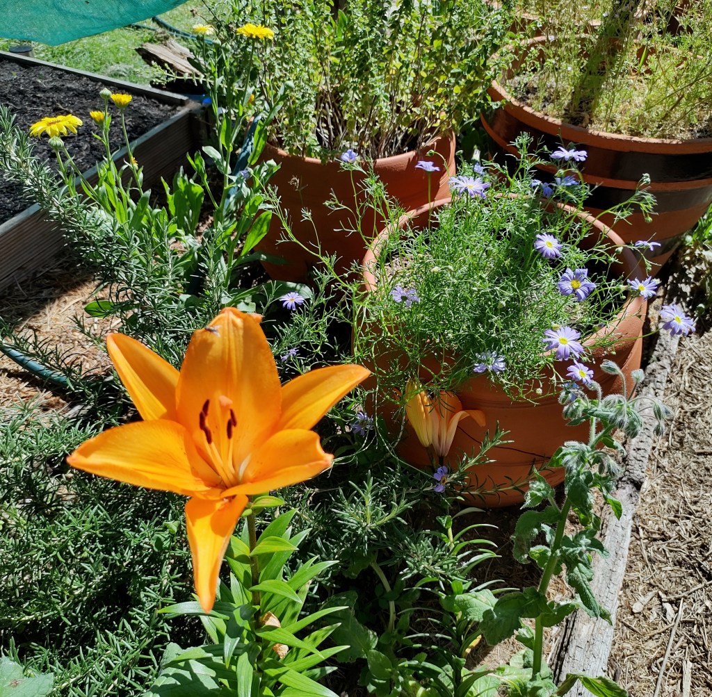 Joni Page – Exciting new Australian author